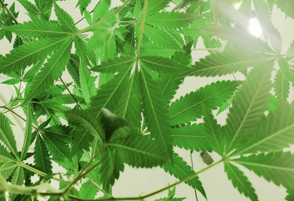 I feeling CBDオイルがリニューアル販売中 - 株式会社エーワン | リラクゼーション事業をトータルプロデュース